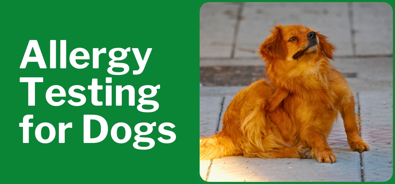 Allergy Testing for Dogs – The Dog Doctors