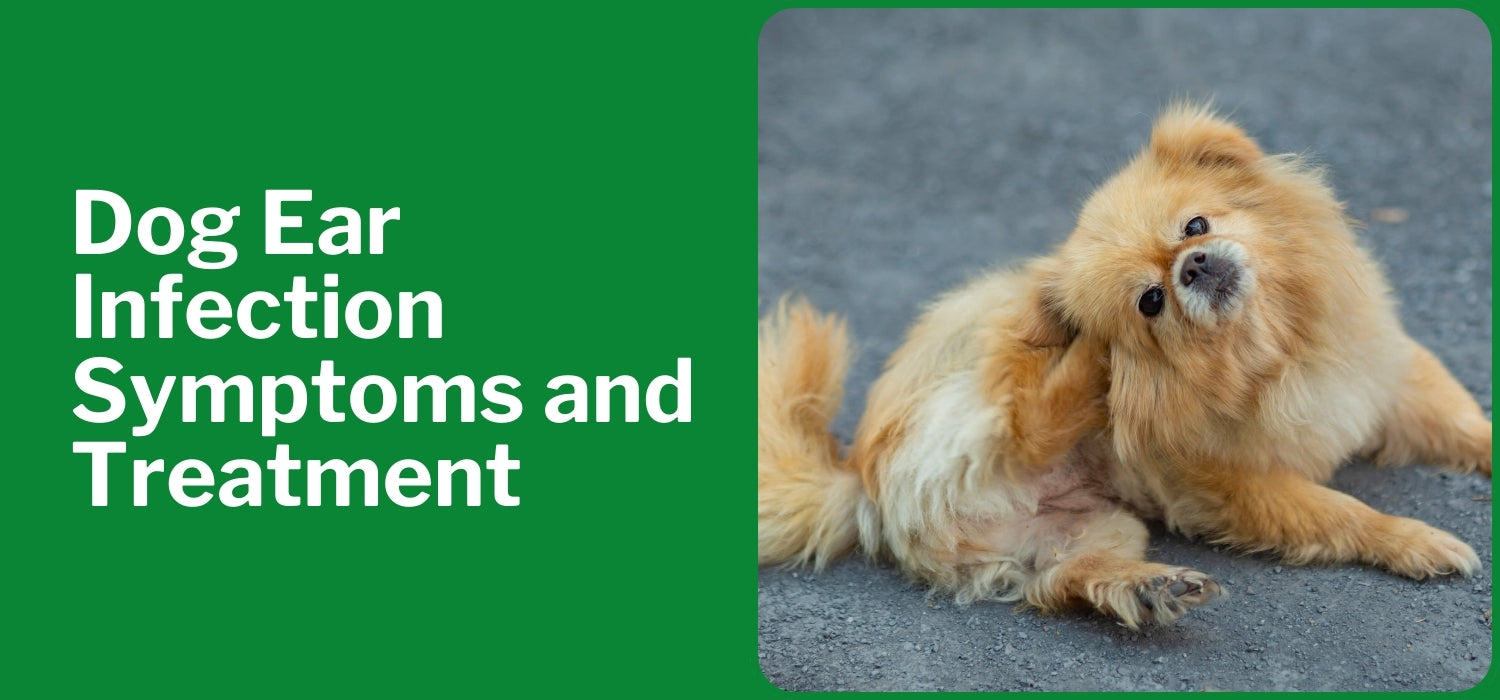 Dog Ear Infection Symptoms and Treatment – The Dog Doctors