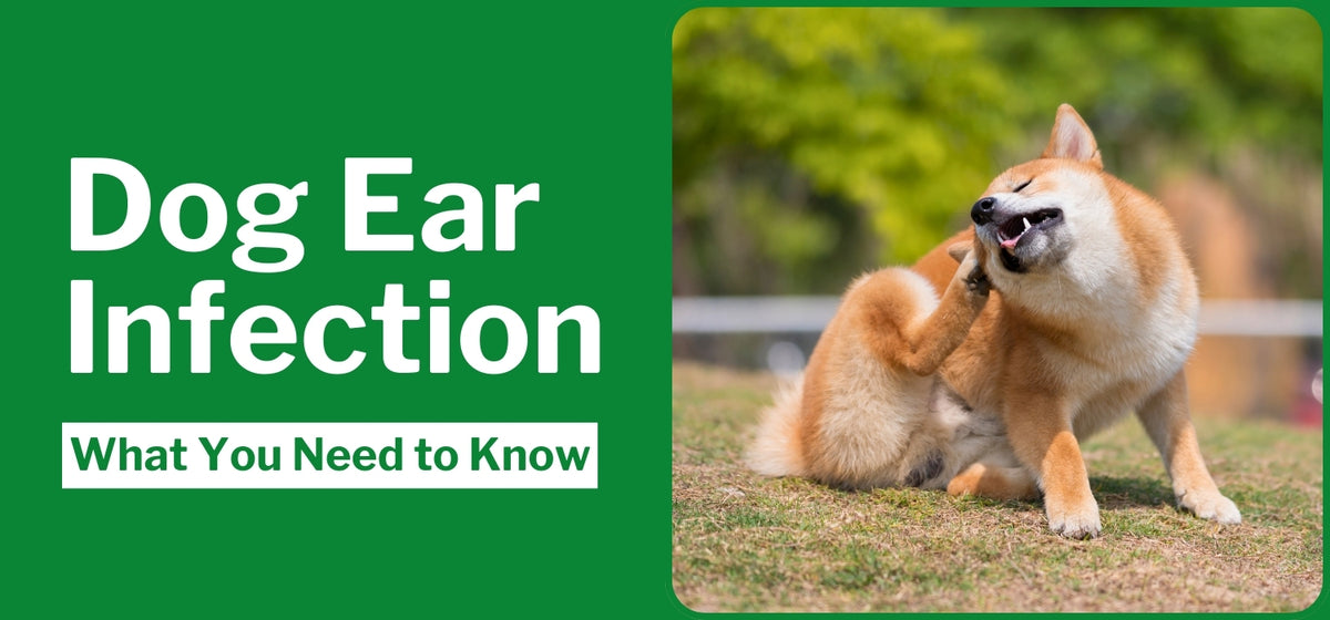 Dog Ear Infection: What You Need to Know – The Dog Doctors