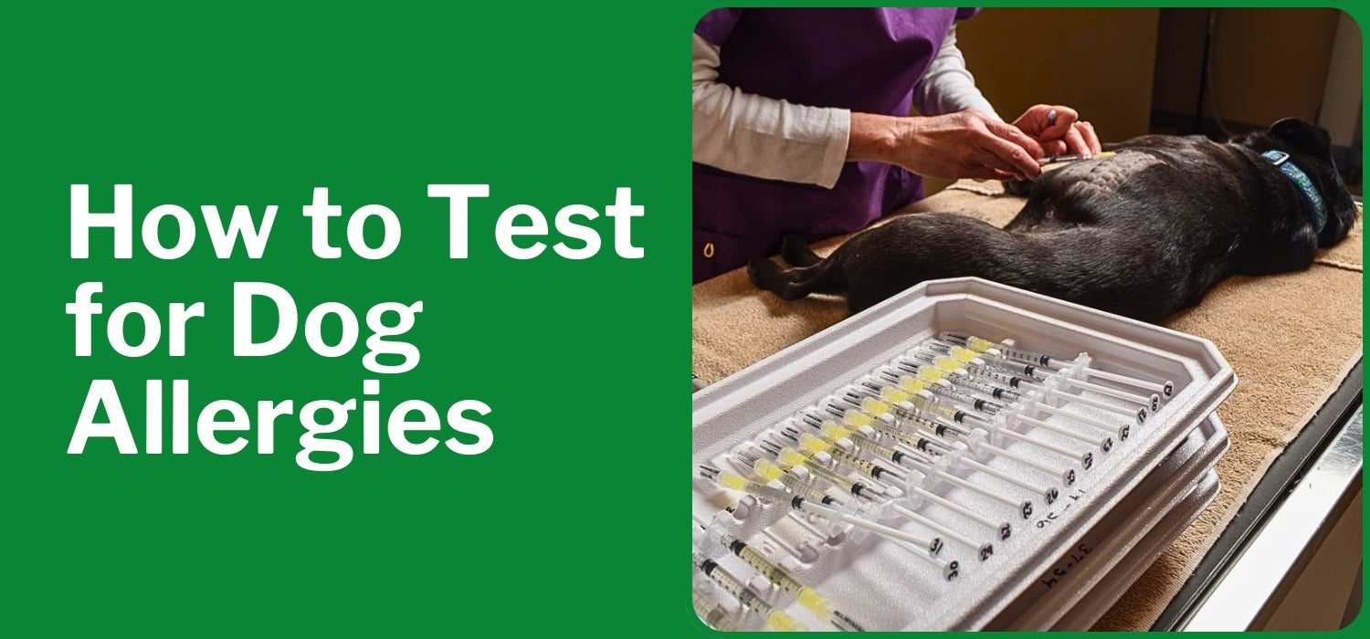 How to Test for Dog Allergies – The Dog Doctors